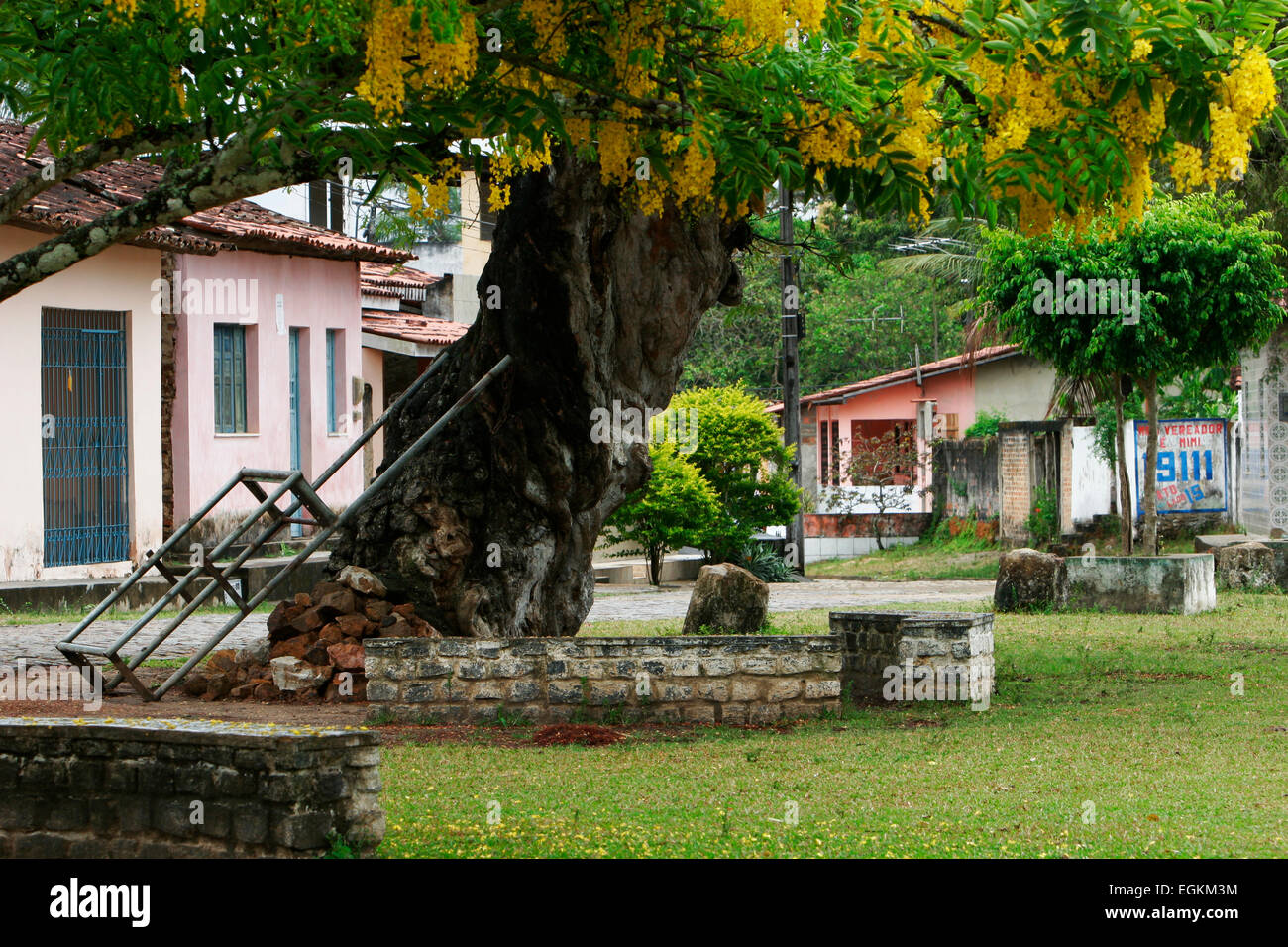 Bahia blossom hi-res stock photography and images - Alamy