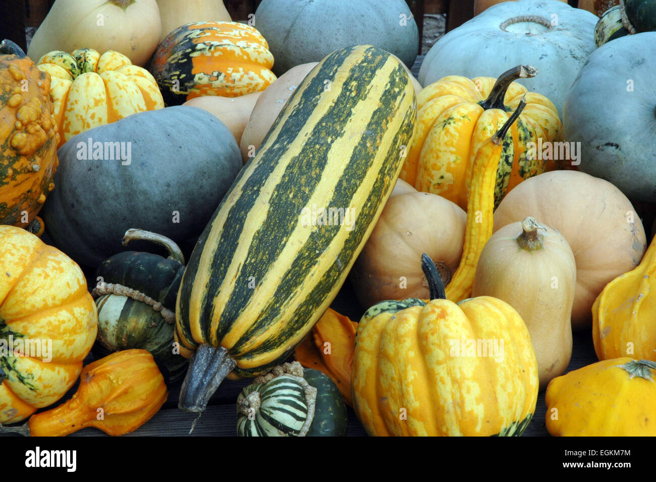 pumpkins and squashes Stock Photo - Alamy