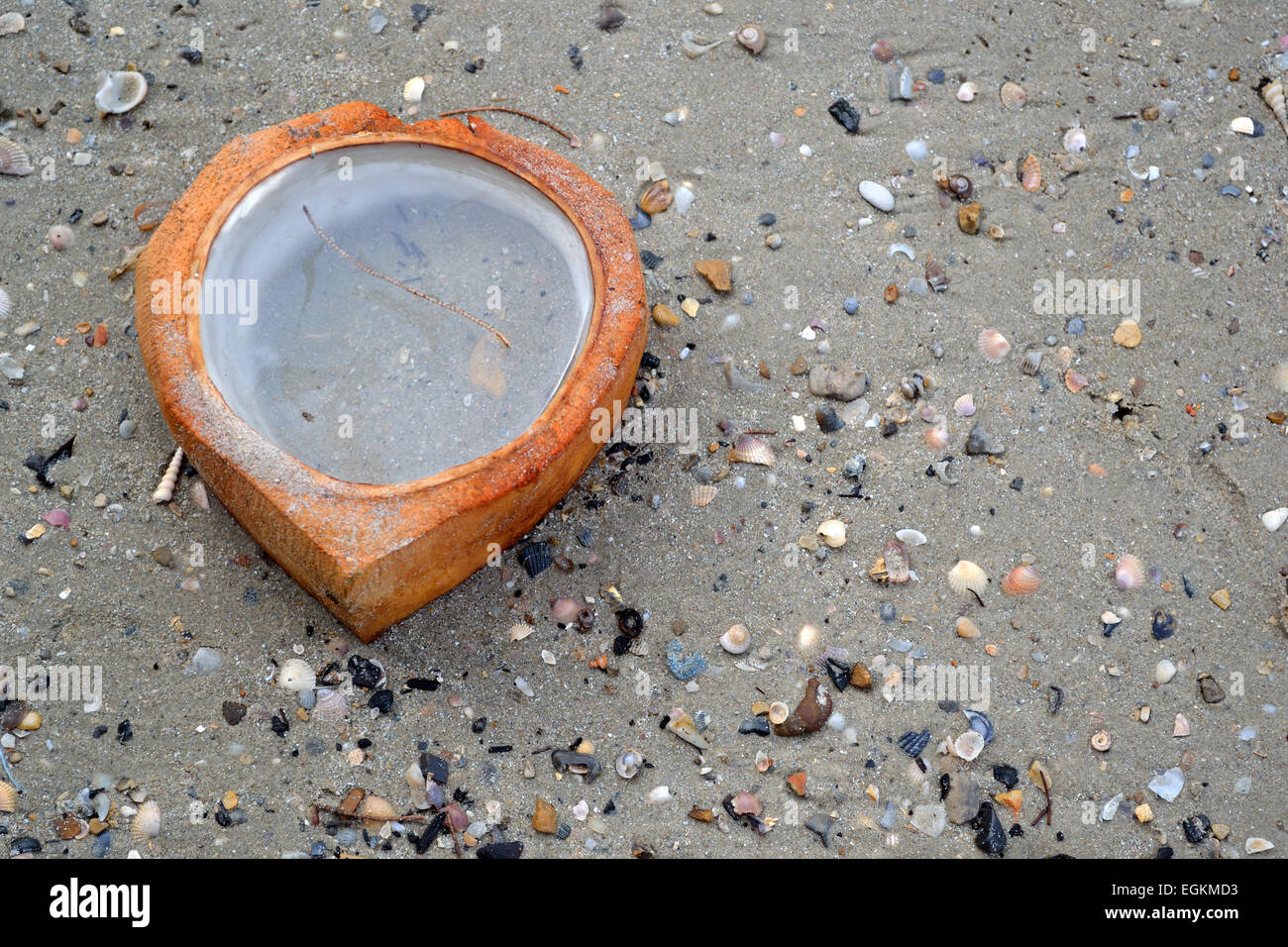 Coconut shell on coral beach Stock Photo - Alamy