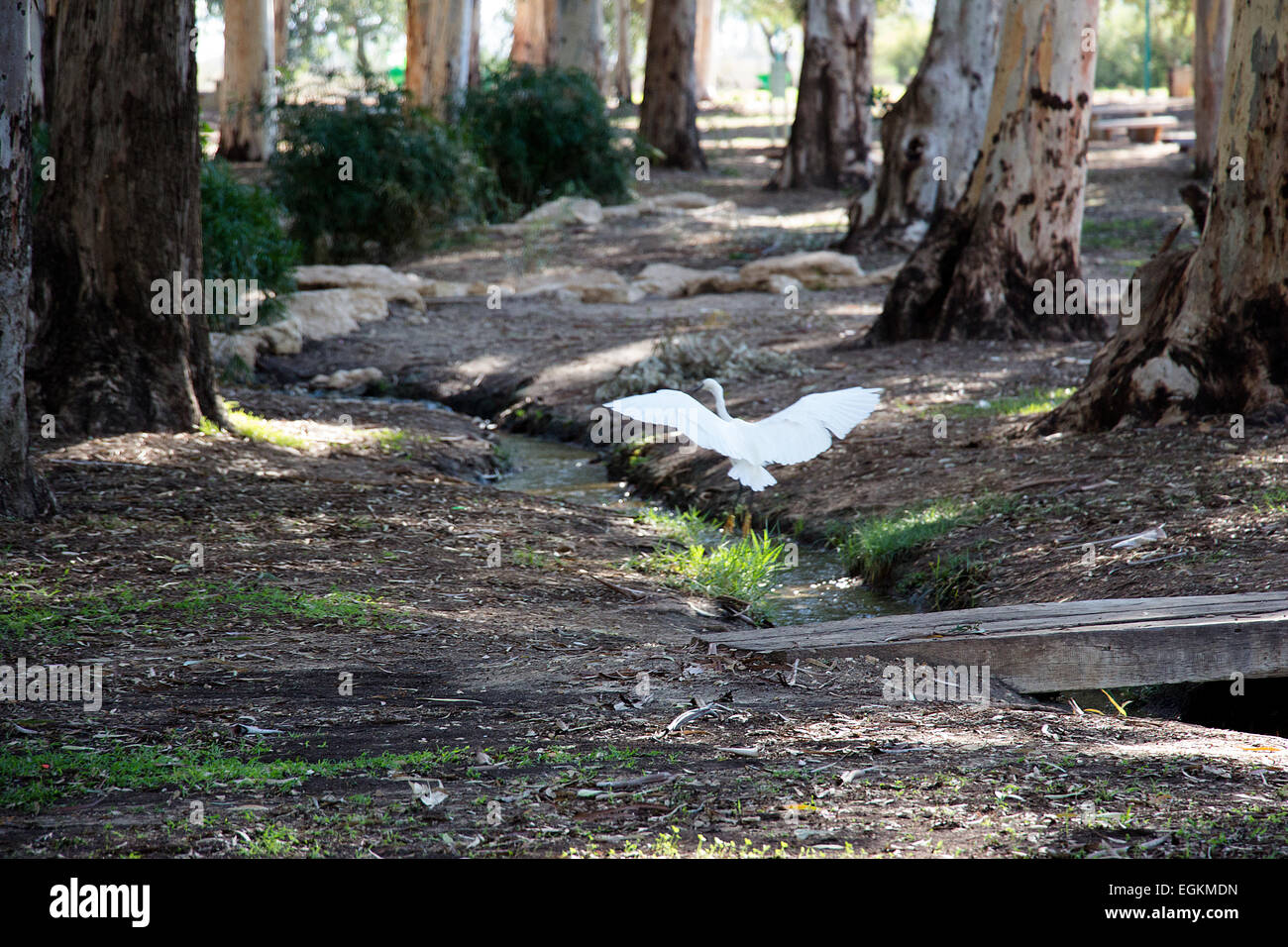 Afek hi-res stock photography and images - Alamy