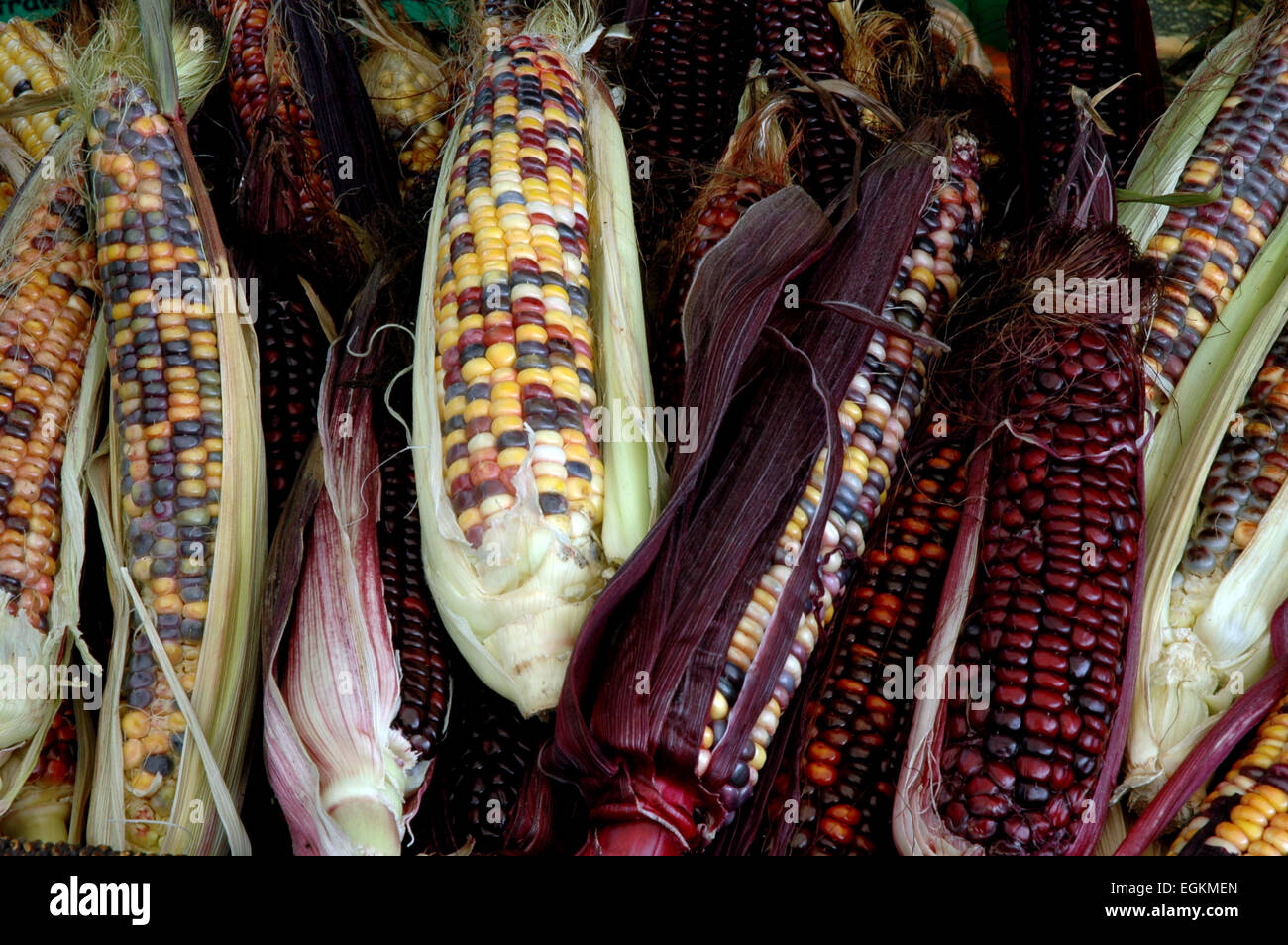 Indian colored corn hi-res stock photography and images - Alamy
