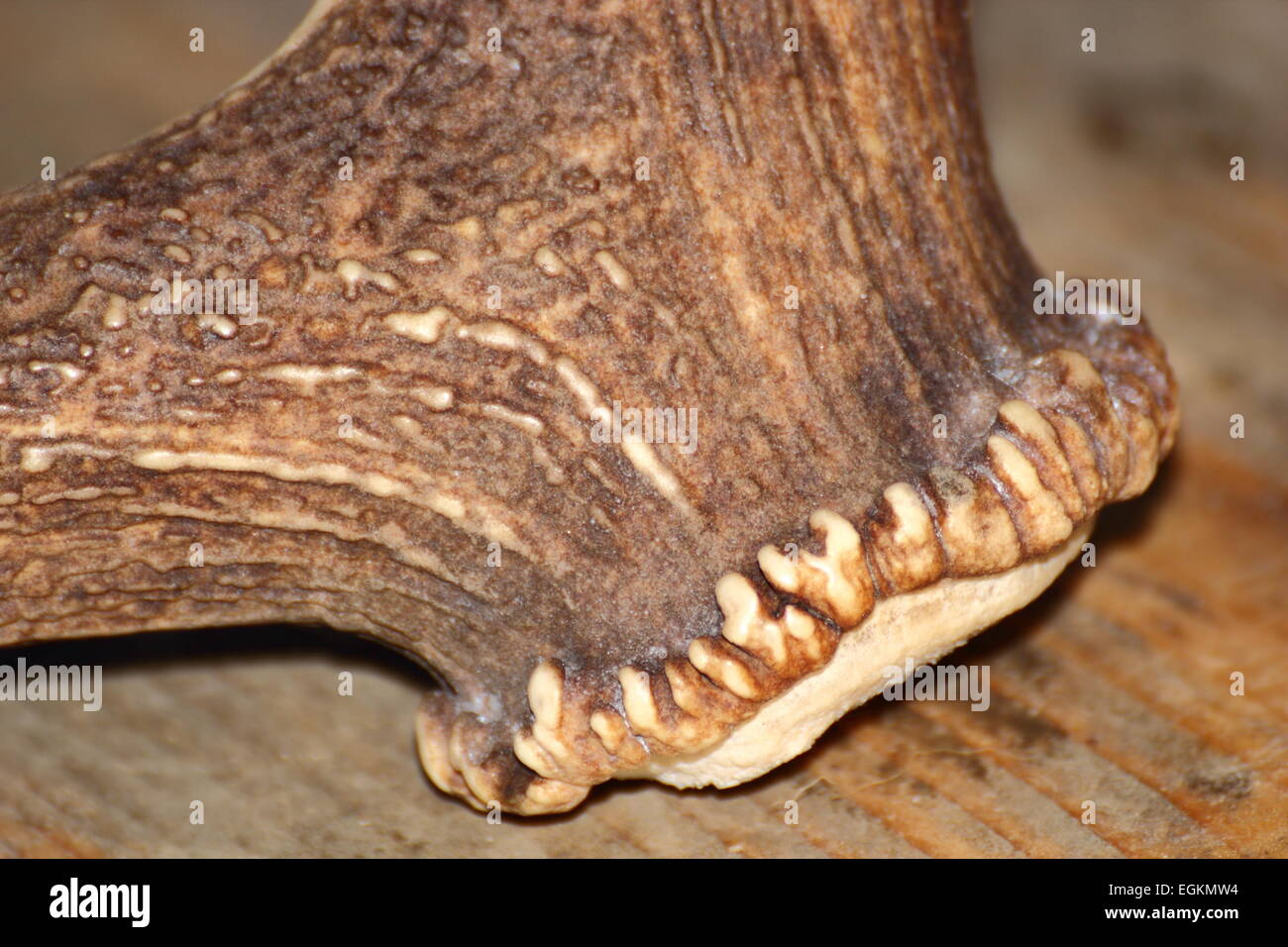Red deer and antlers hi-res stock photography and images - Alamy