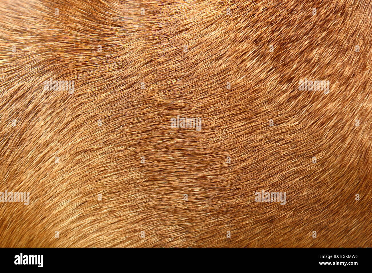 Boxer pattern hi-res stock photography and images - Alamy