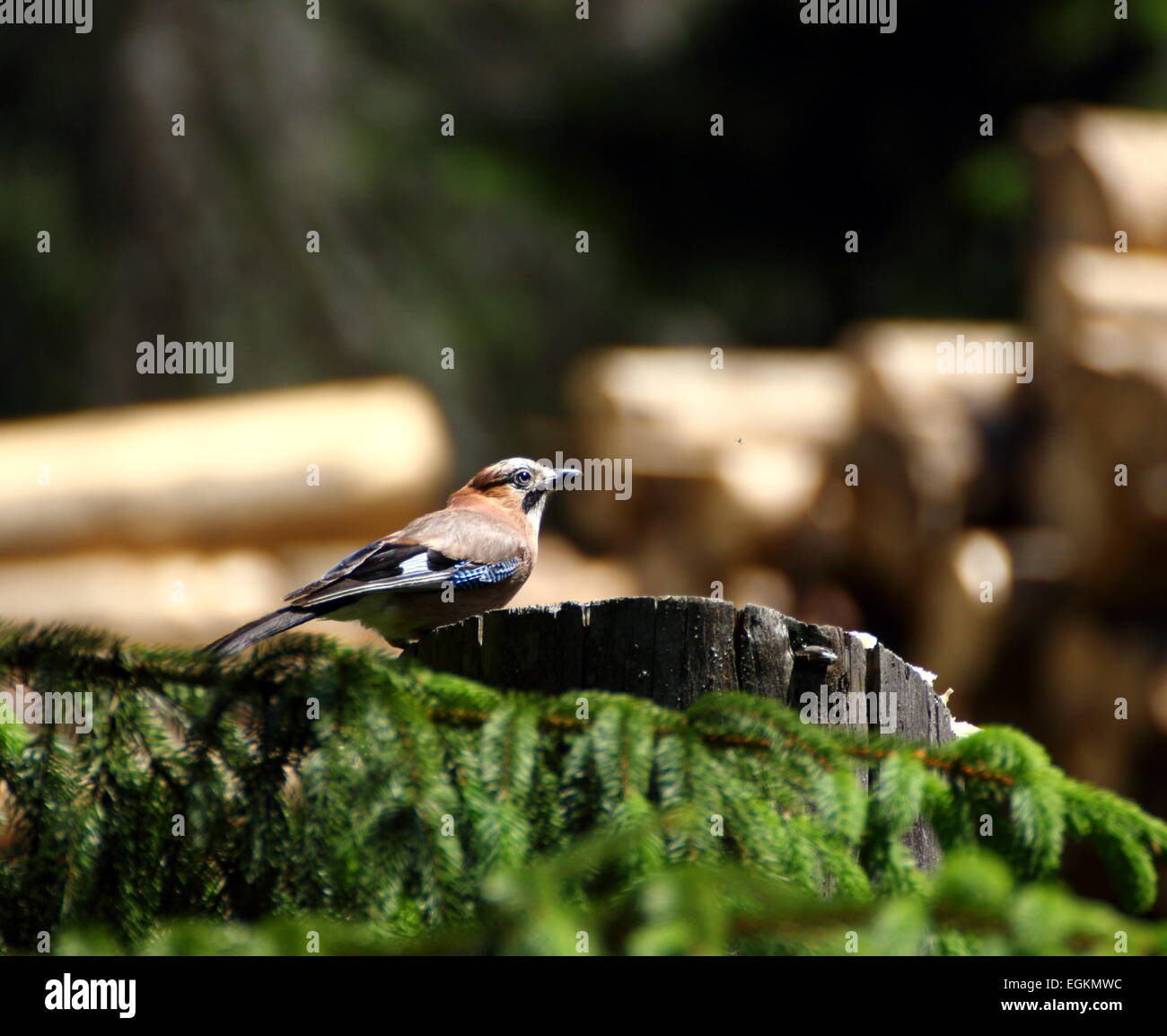 European blue jay garrulus glandarius hi-res stock photography and ...