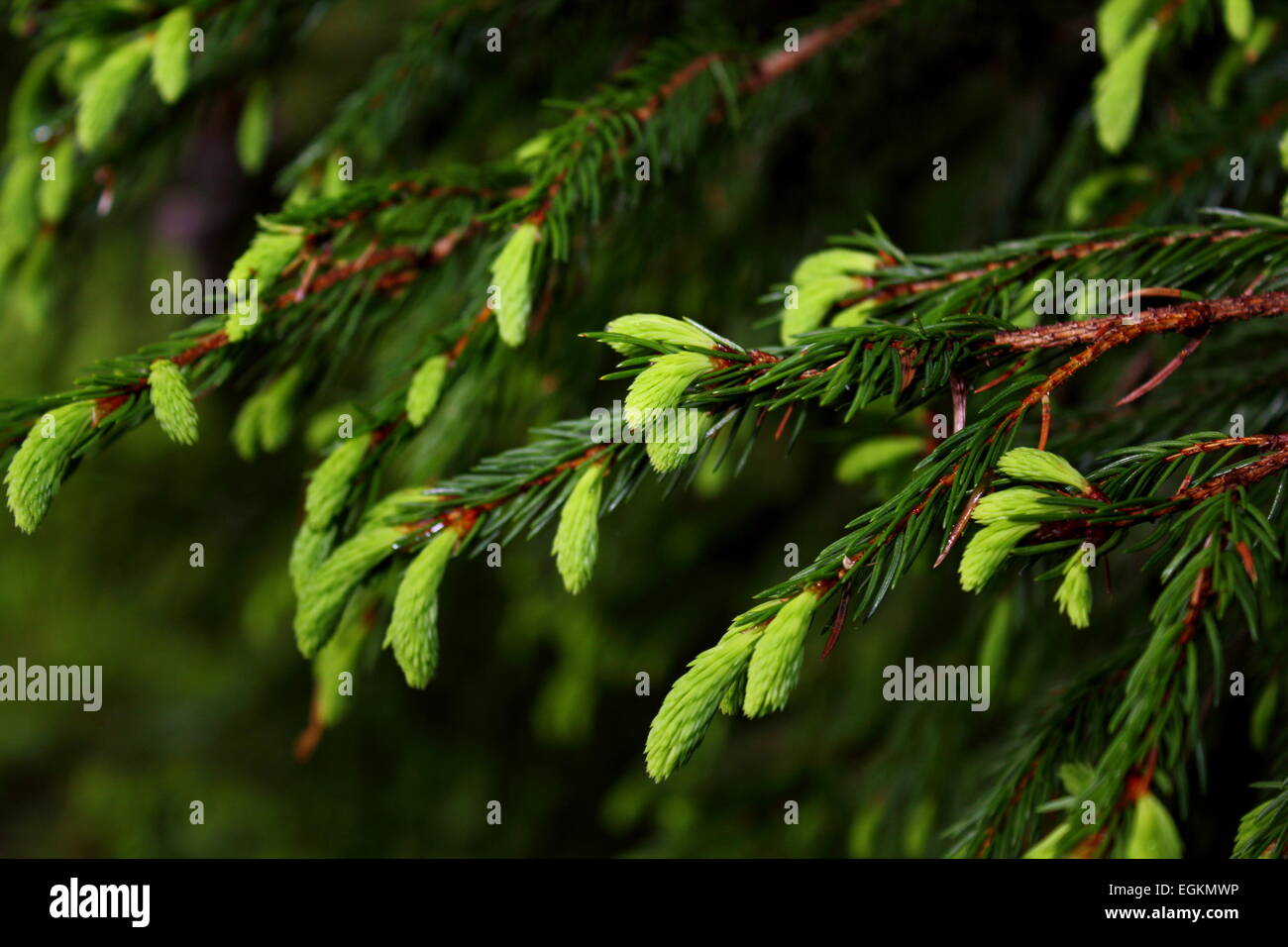 closeup of spruce buds at the end of spring Stock Photo - Alamy