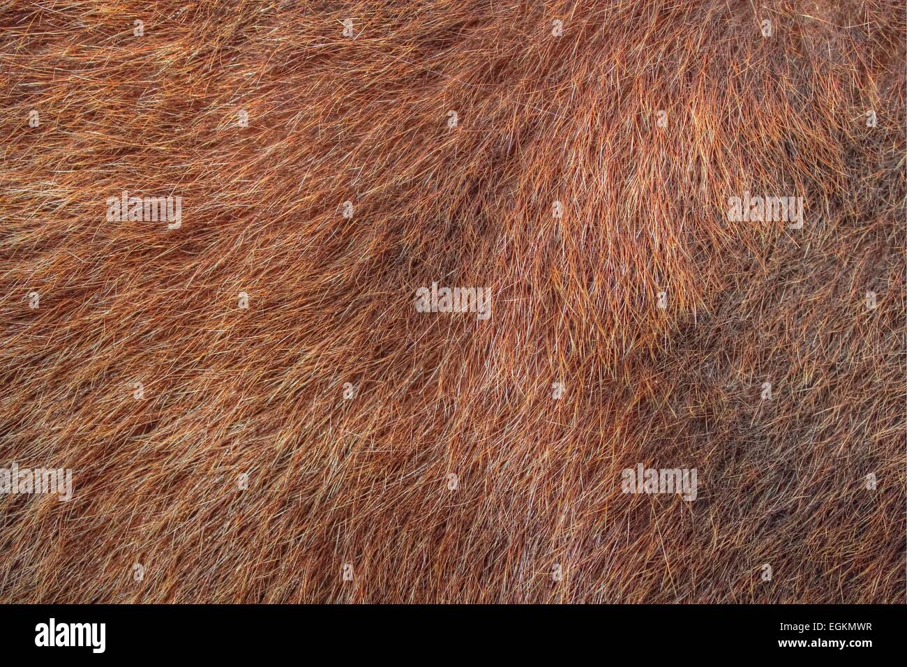 texture of brown bear fur hunted in Rodnei mountains, Romania Stock ...