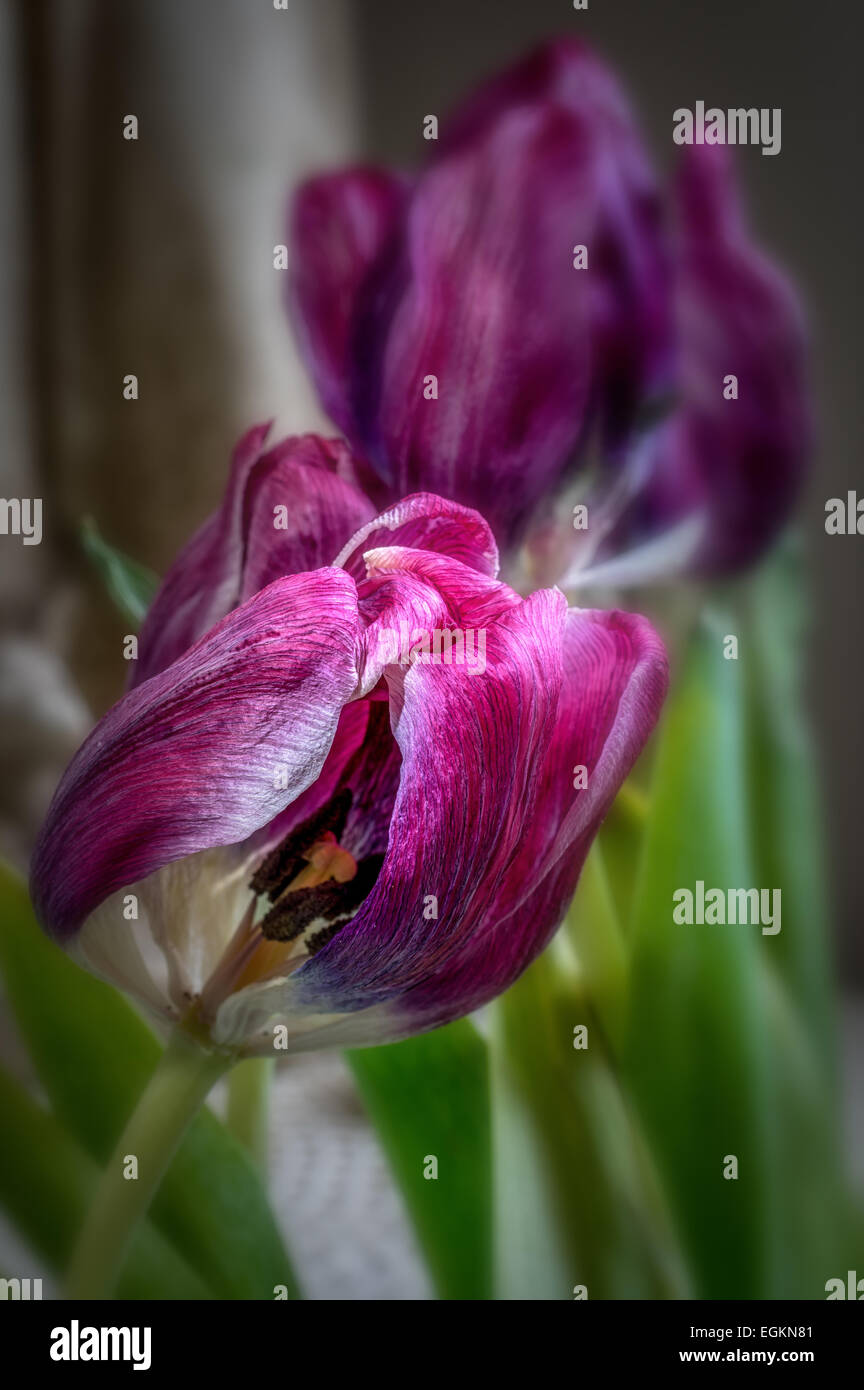Two tulips hi-res stock photography and images - Alamy
