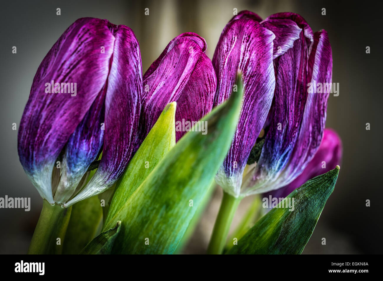 Three tulips hi-res stock photography and images - Alamy