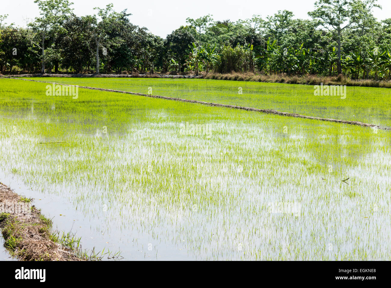 Flooded rice paddies in the agricultural countryside along canals of ...