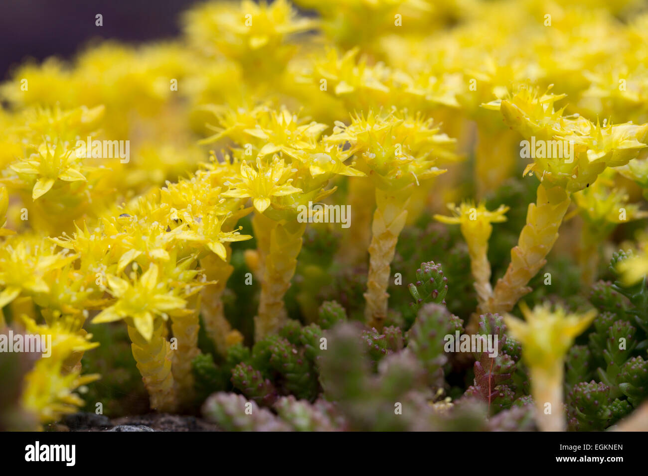 Biting Stonecrop; Sedum acre; Summer; UK Stock Photo - Alamy