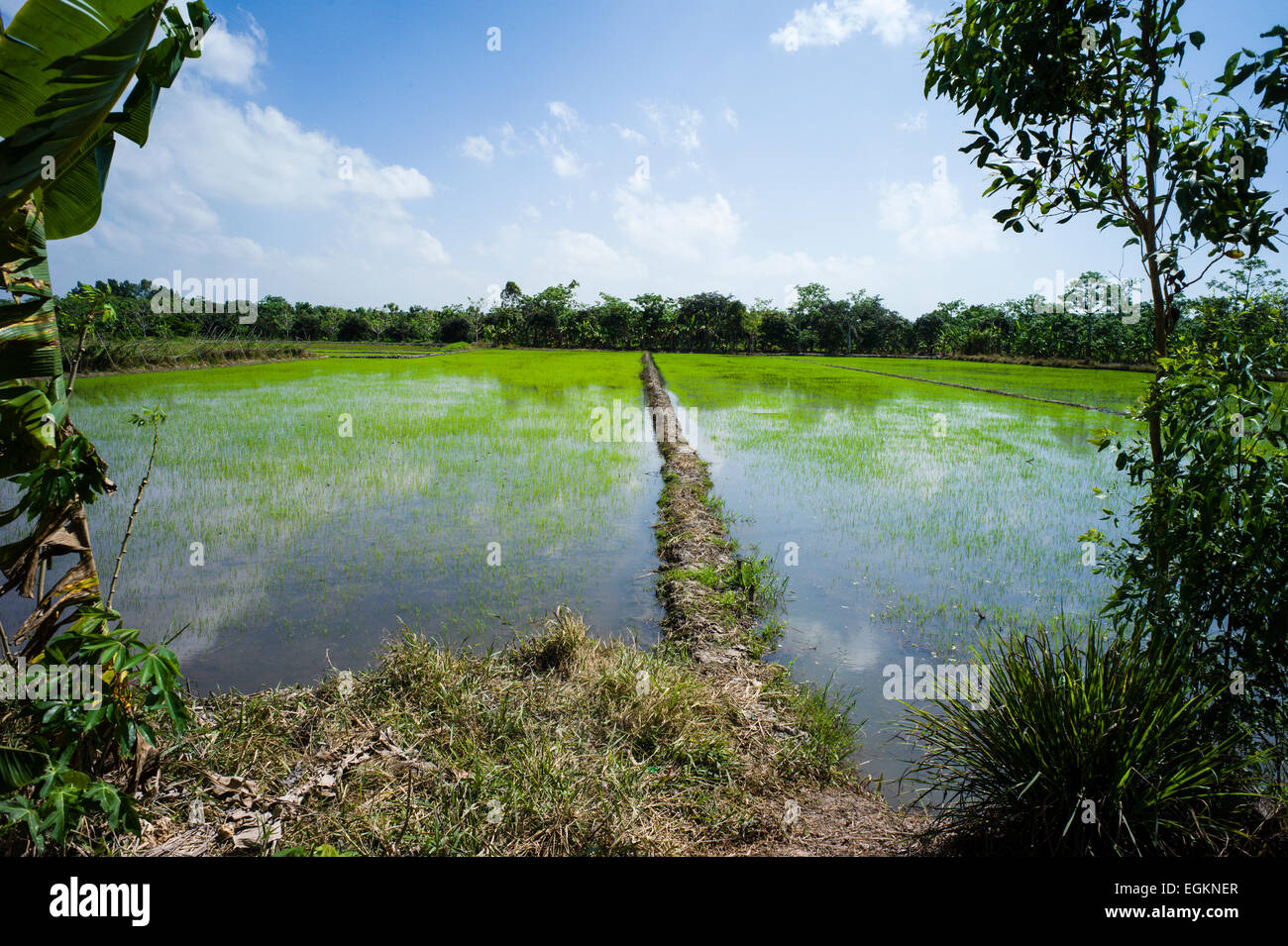 Flooded rice paddies in the agricultural countryside along canals of ...