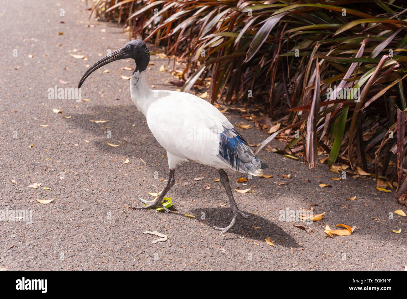 Ibis bird sydney australia hi-res stock photography and images - Alamy