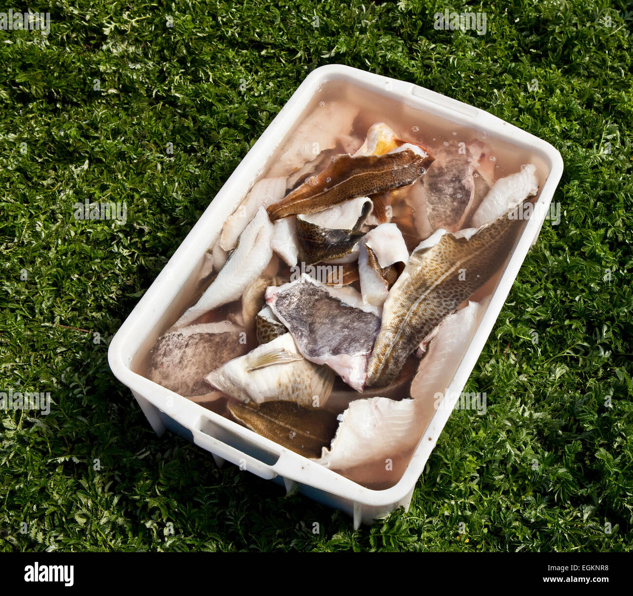 Cod fish hi-res stock photography and images - Alamy