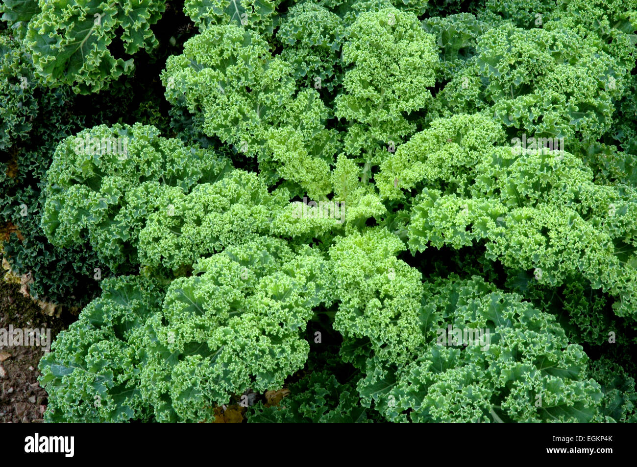 Raw kale kitchen hi-res stock photography and images - Alamy