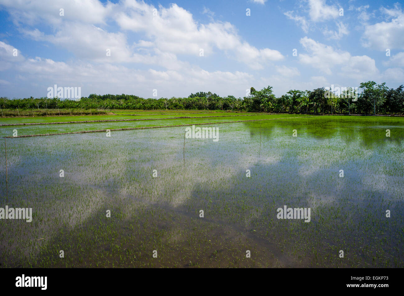 Flooded rice paddies in the agricultural countryside along canals of ...