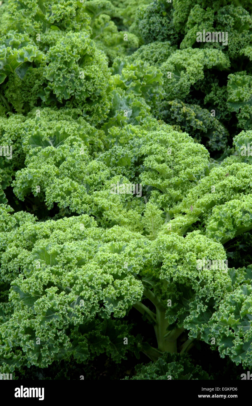 Curly kale frost hi-res stock photography and images - Alamy