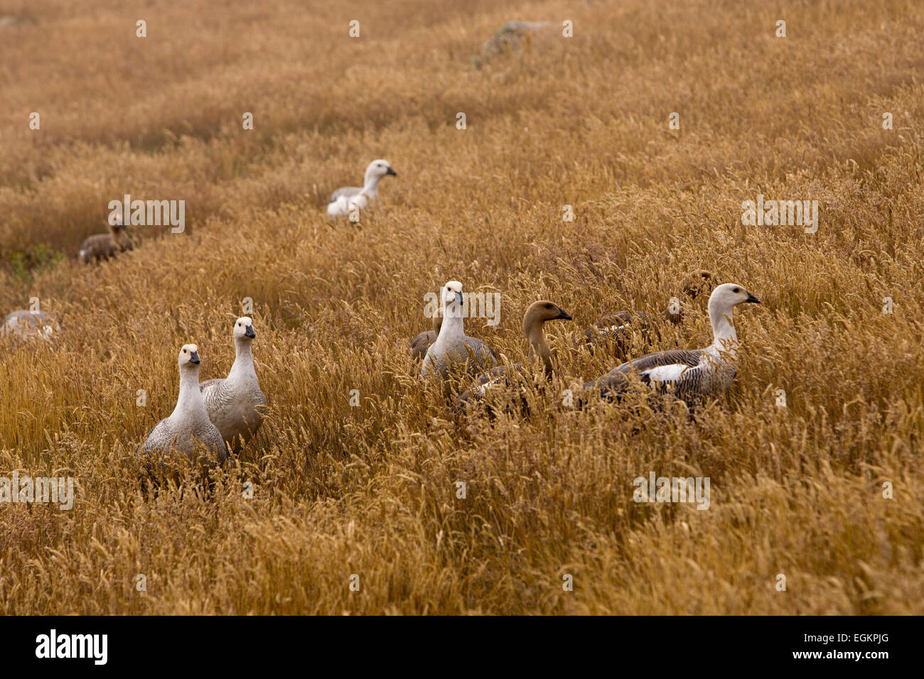 South Atlantic, Falklands, New Island, Uplands Goose, Chloephaga Picta ...