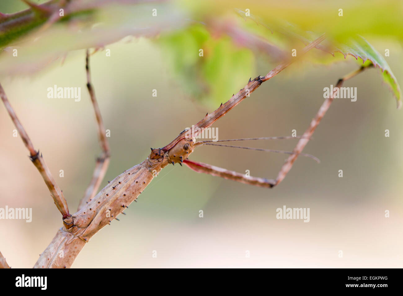 Prickly Stick Insect; Extatosoma tiaratum; Head Detail Isles of Scilly ...