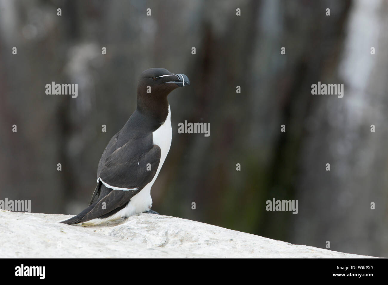 Razorbill uk hi-res stock photography and images - Alamy