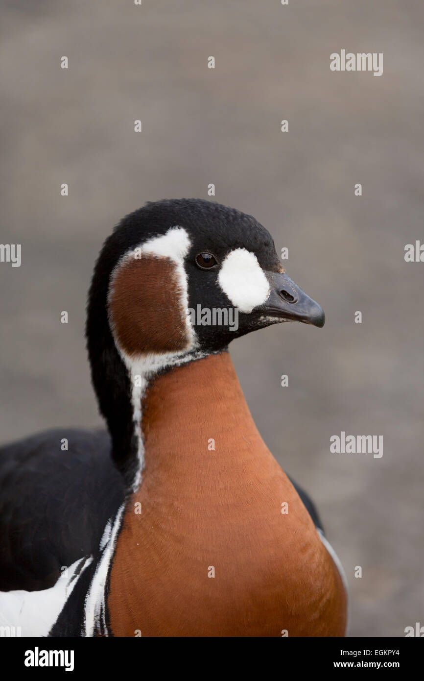 Red Breasted Goose; Branta ruficollis Northumberland; UK Stock Photo ...
