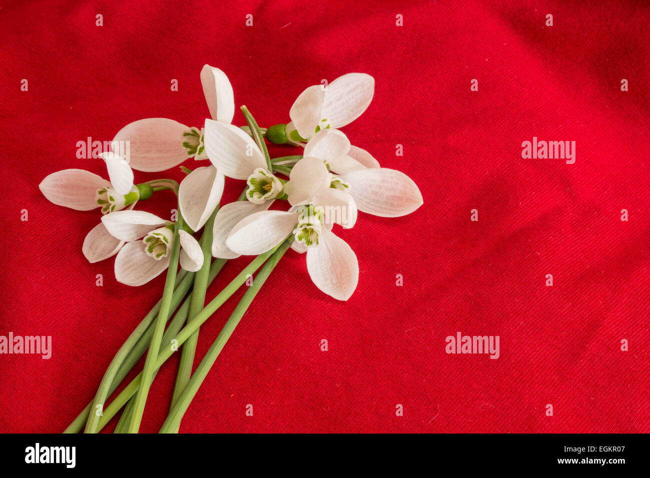Flower snowdrops hi-res stock photography and images - Alamy
