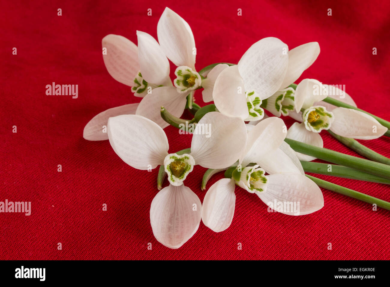 Snowdrops - red background Stock Photo - Alamy