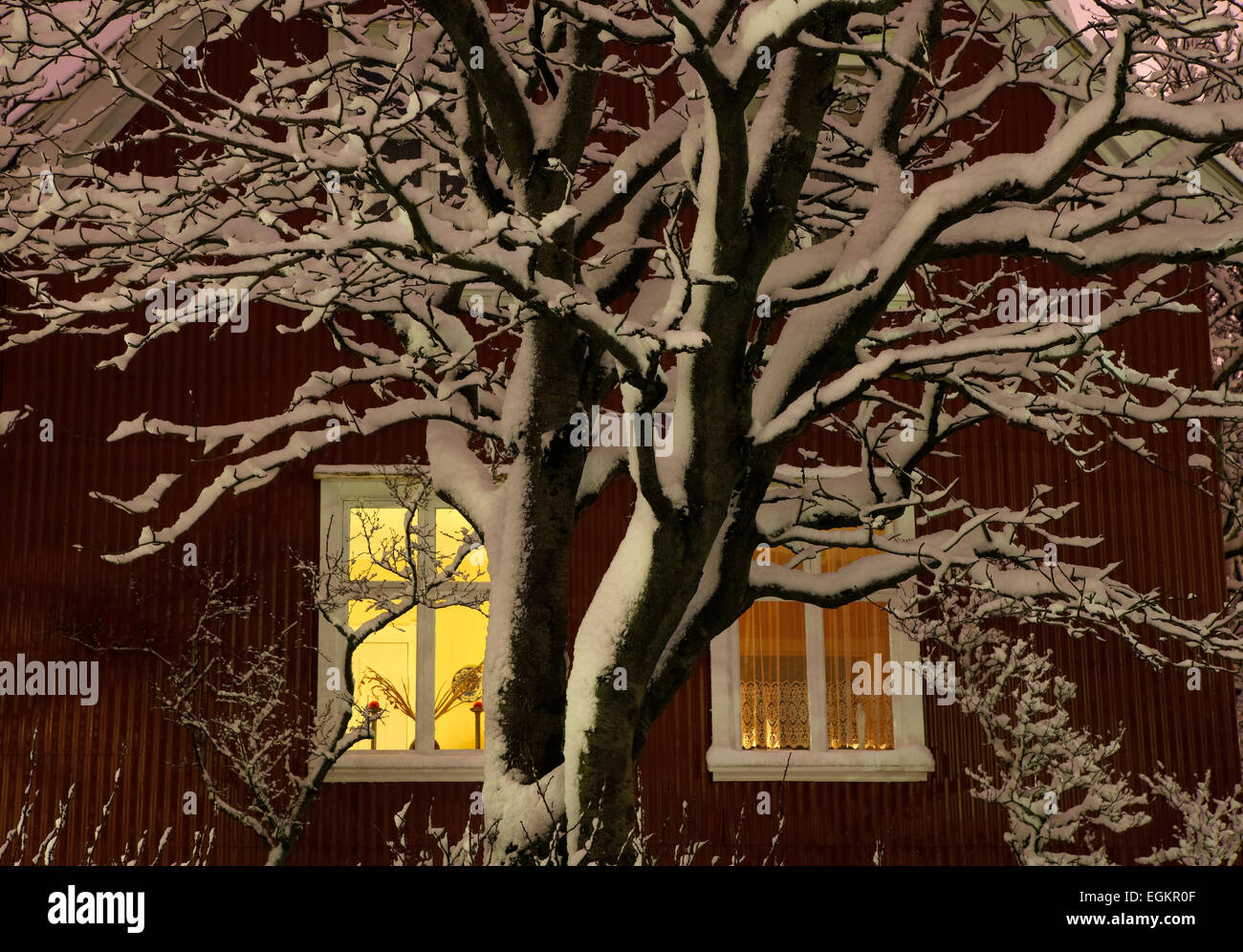 Snow covered tree in front of old house, Reykjavik, Iceland Stock Photo ...