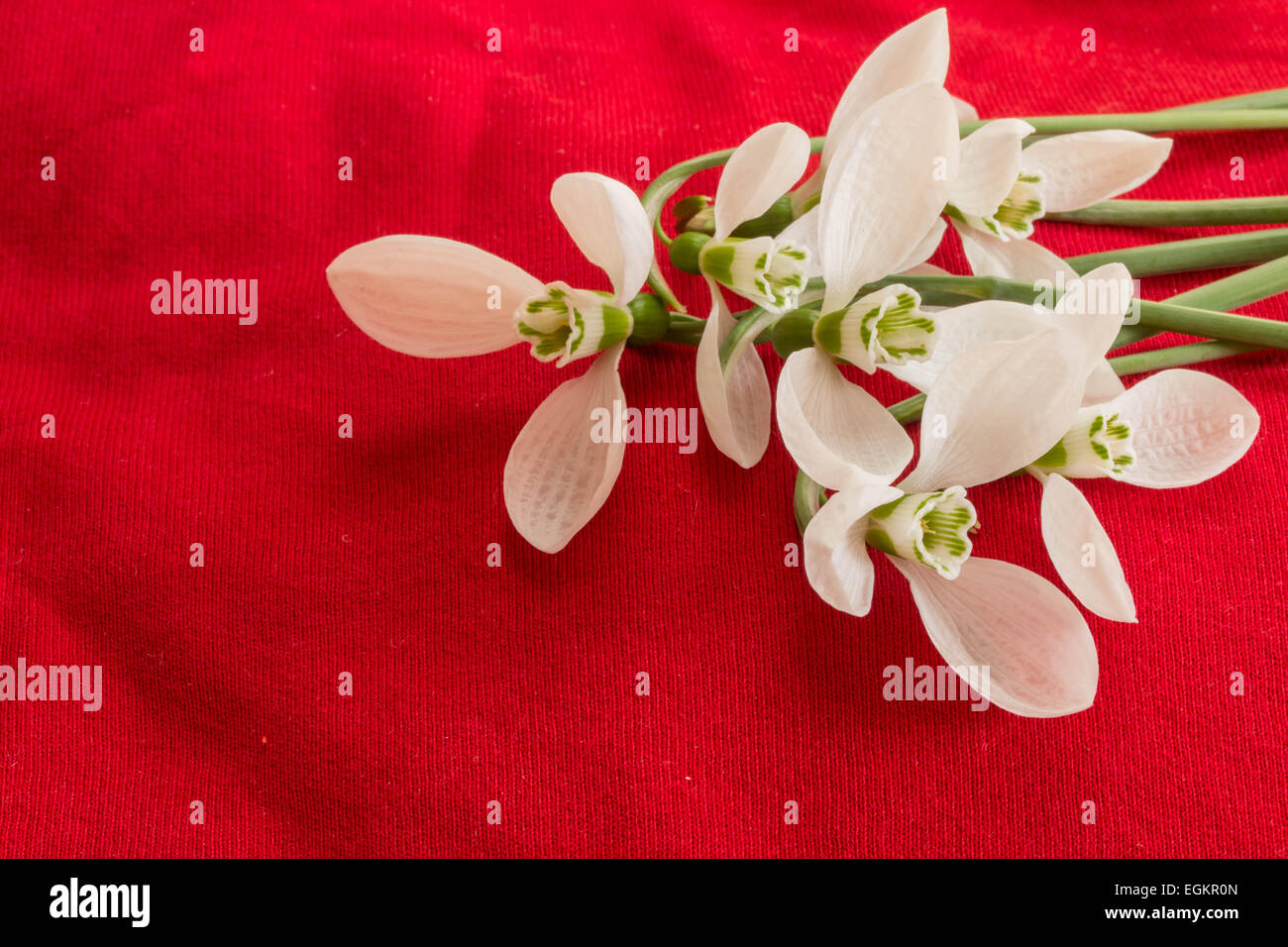 Snowdrops - red background Stock Photo - Alamy