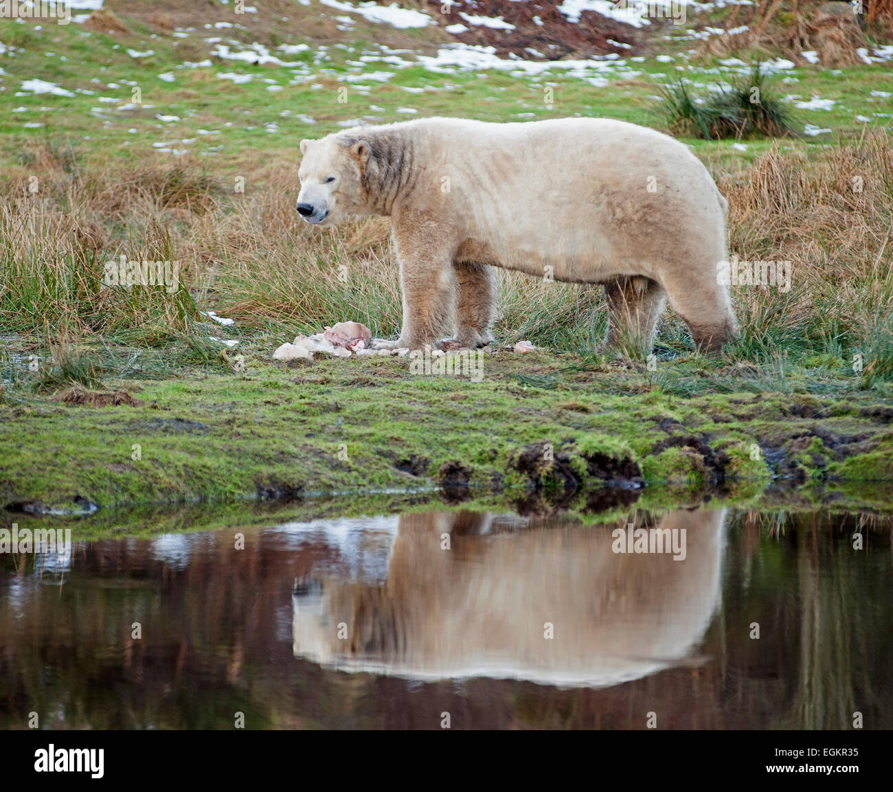 Celebrating International Polar Bear day Arktos and Walker Scottish ...