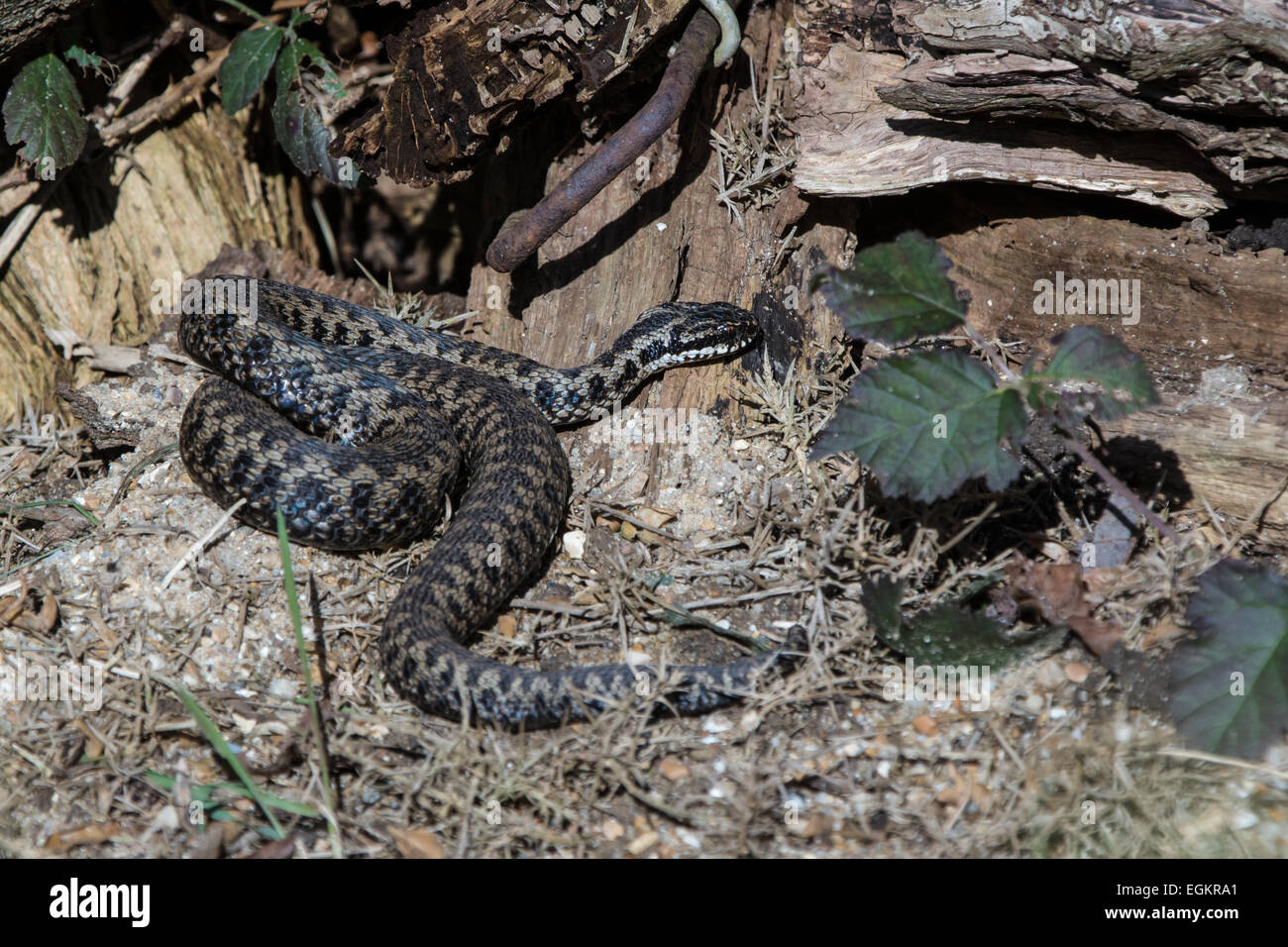 First Adder of the year in February, Spring Stock Photo - Alamy