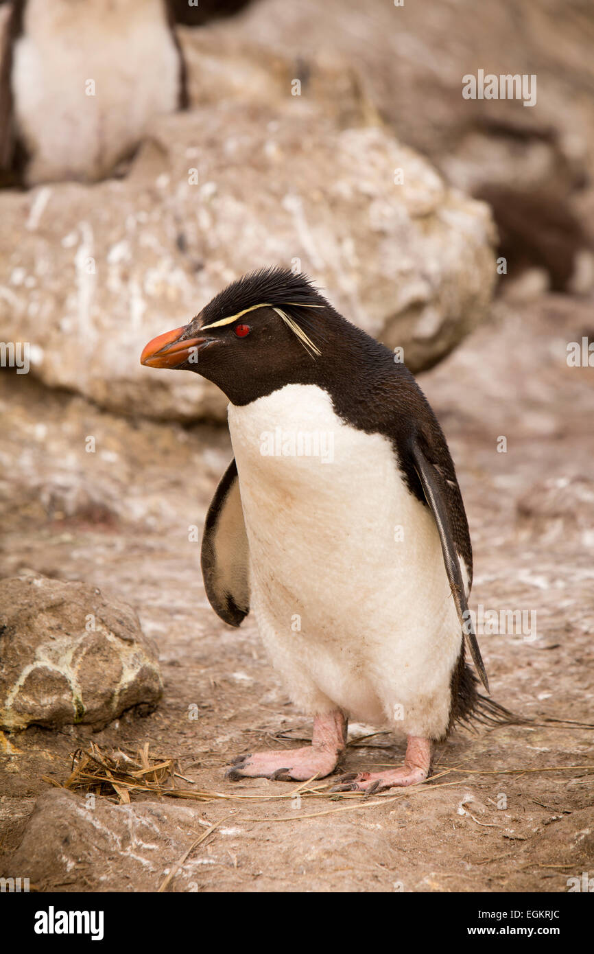 South Atlantic, Falklands, New Island, rookery, Rockhopper penguin ...