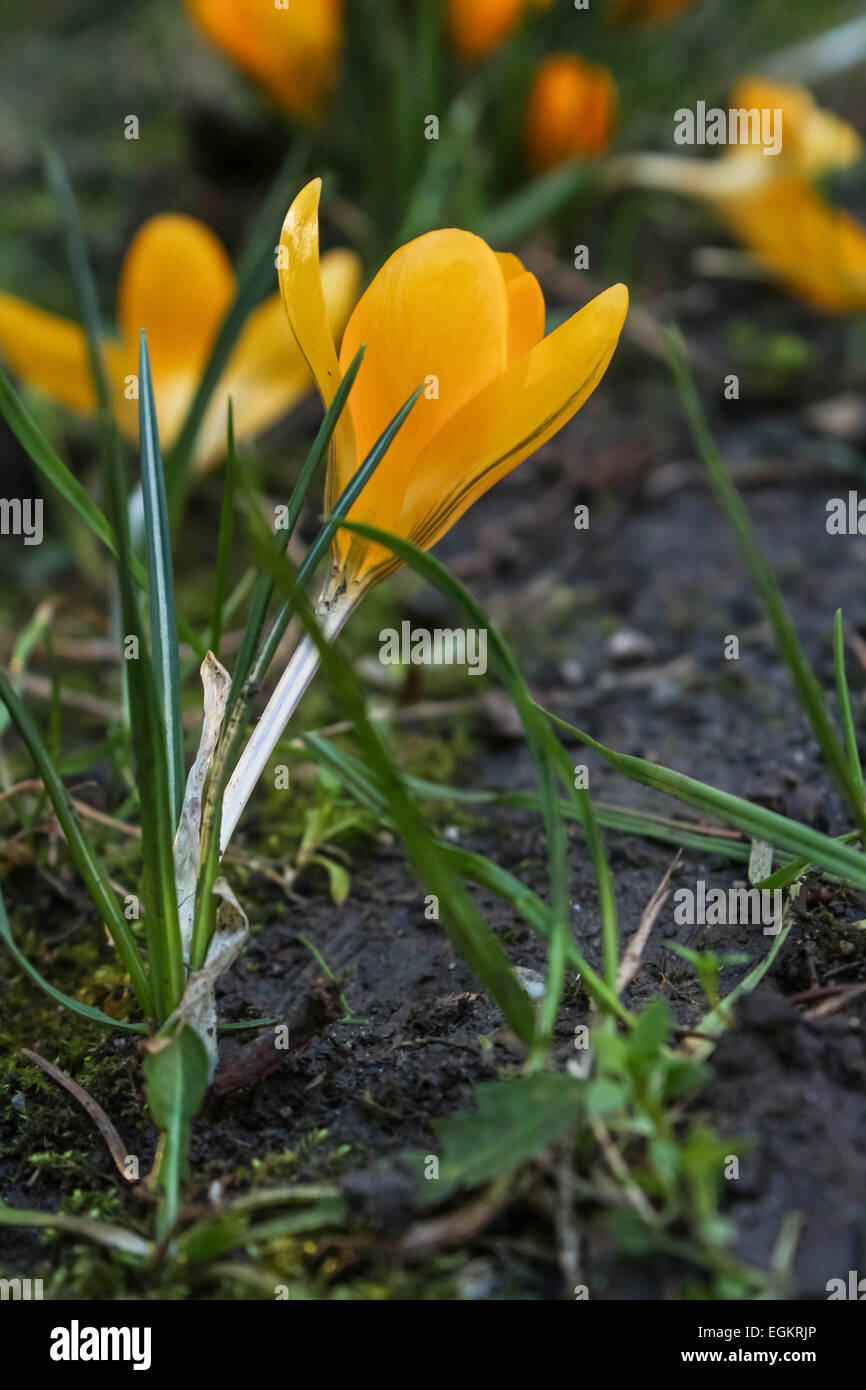 Spring flowers - yellow crocus Stock Photo - Alamy