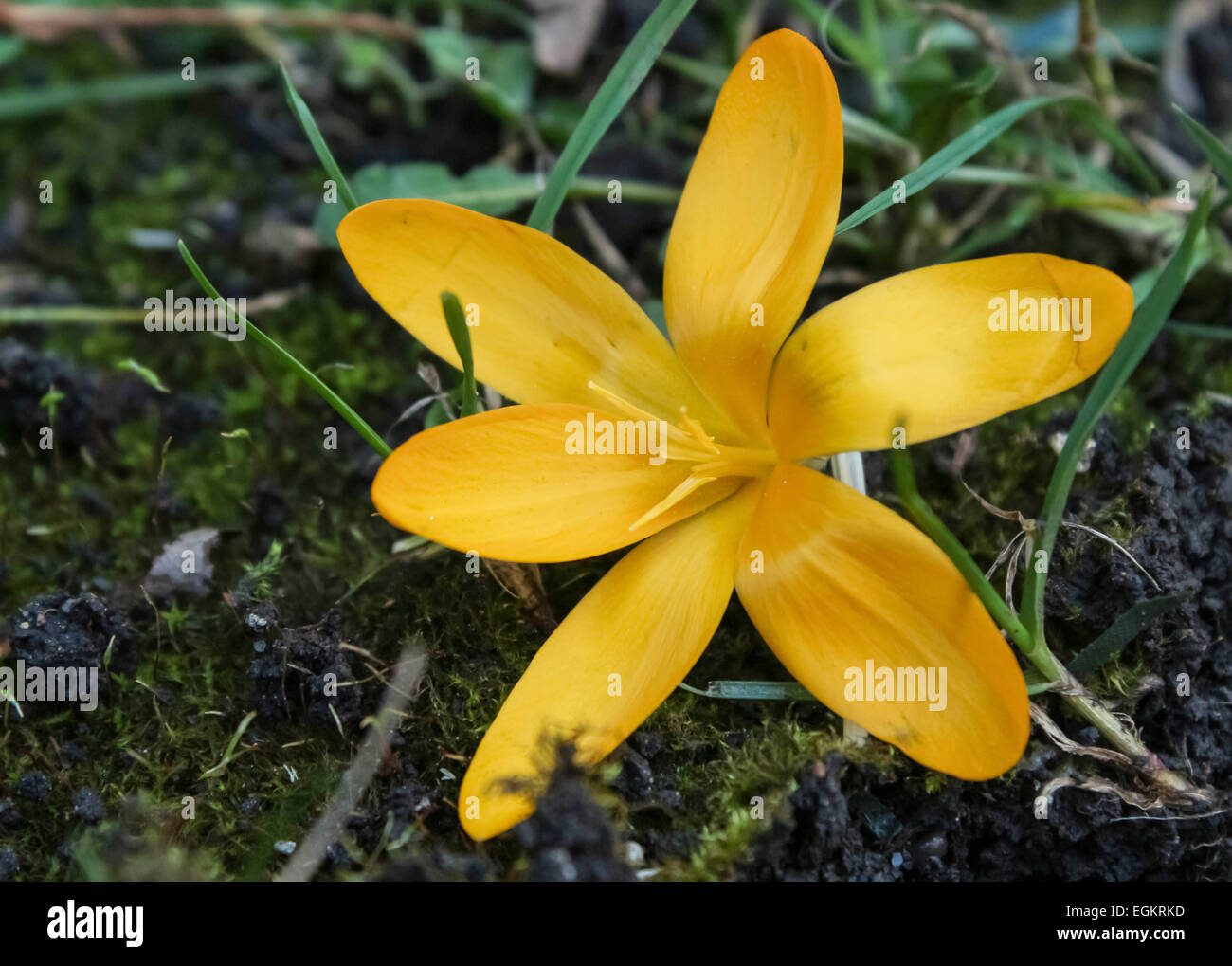 Crocus nature hi-res stock photography and images - Alamy