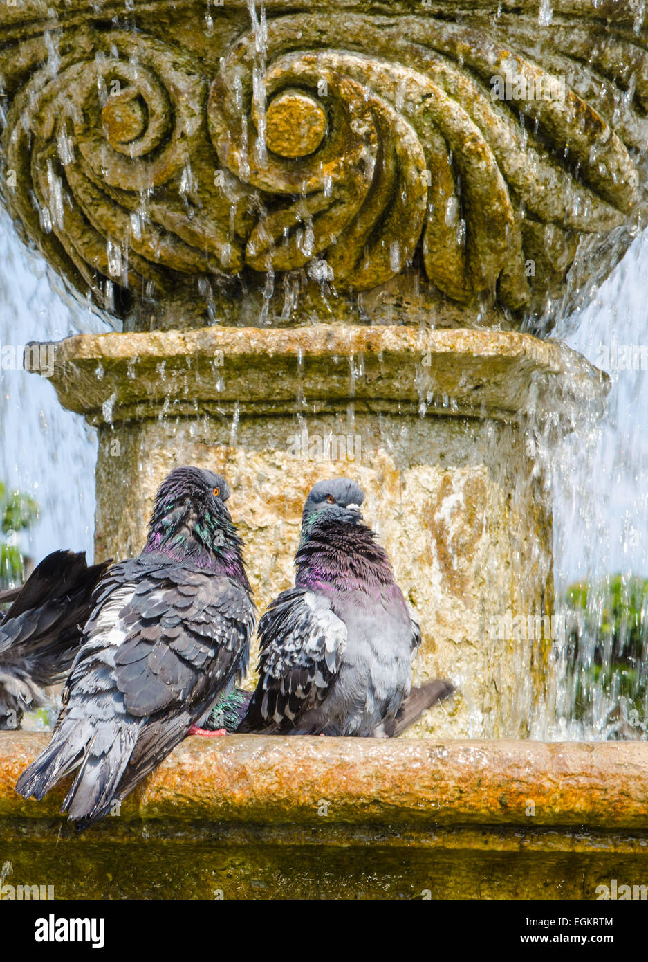 Pigeons take advantage of the cooling water of a fountain in the port ...