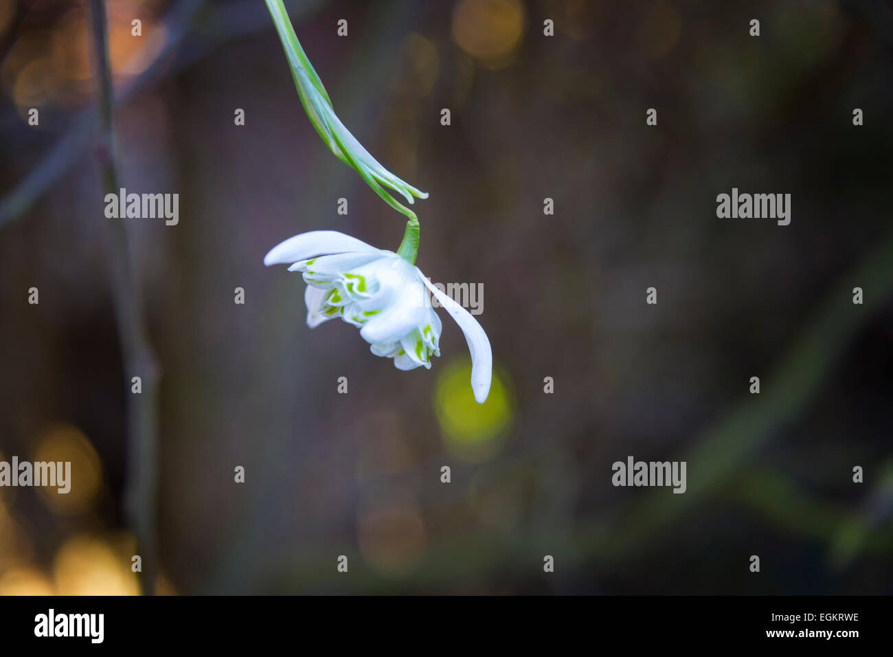 Snowdrop in full bloom Stock Photo - Alamy