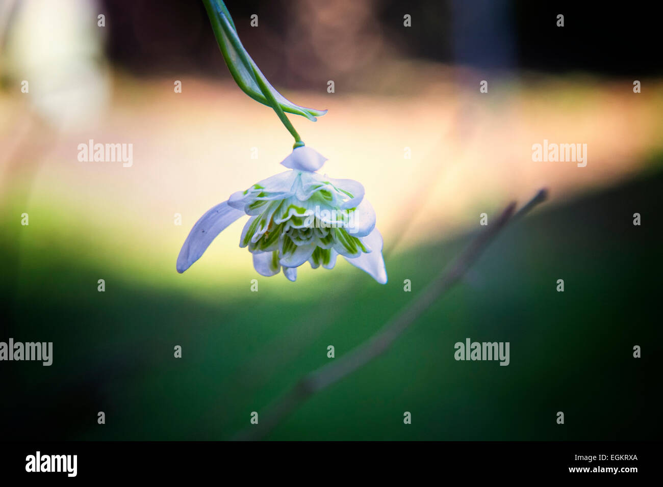 Snowdrop in full bloom Stock Photo - Alamy