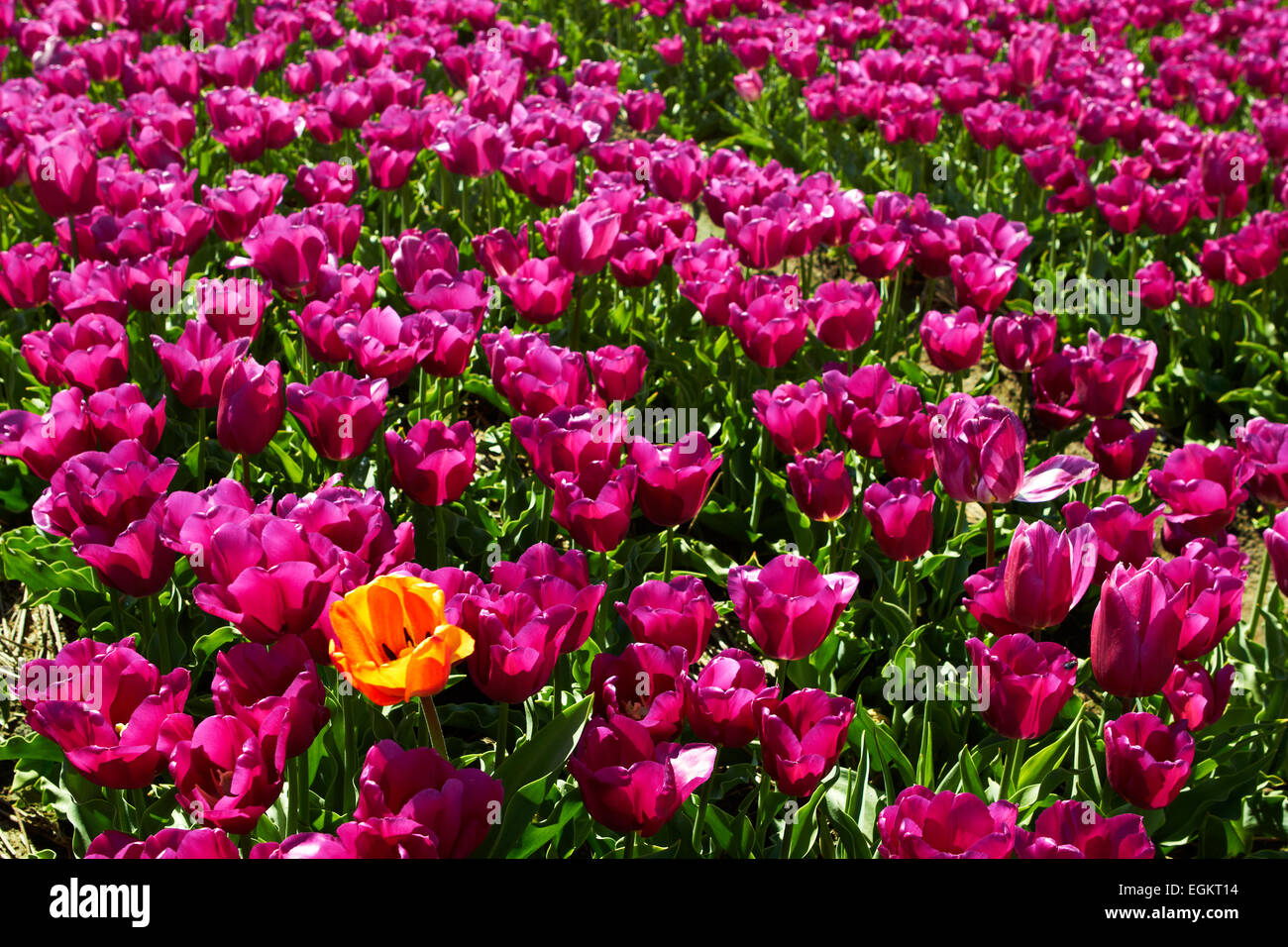 background of tulips field different colors in Holland One yellow ...