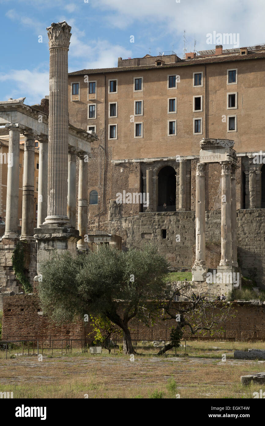 Roman columns in the Forum Stock Photo - Alamy