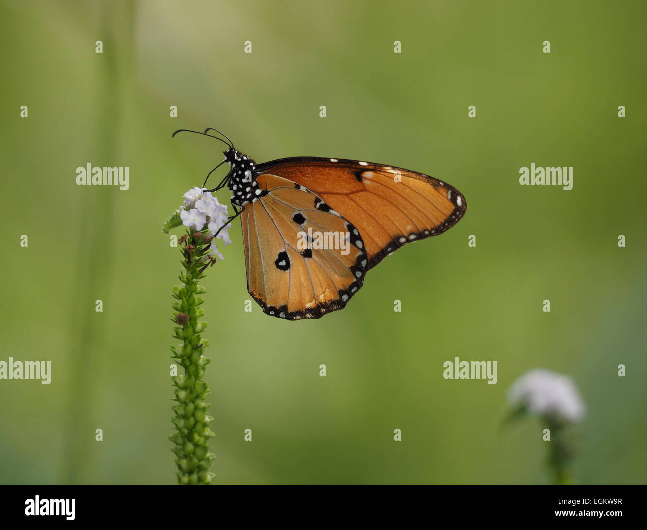 portrait of beautiful African Monarch Butterfly (Danaus Chrysippus ...