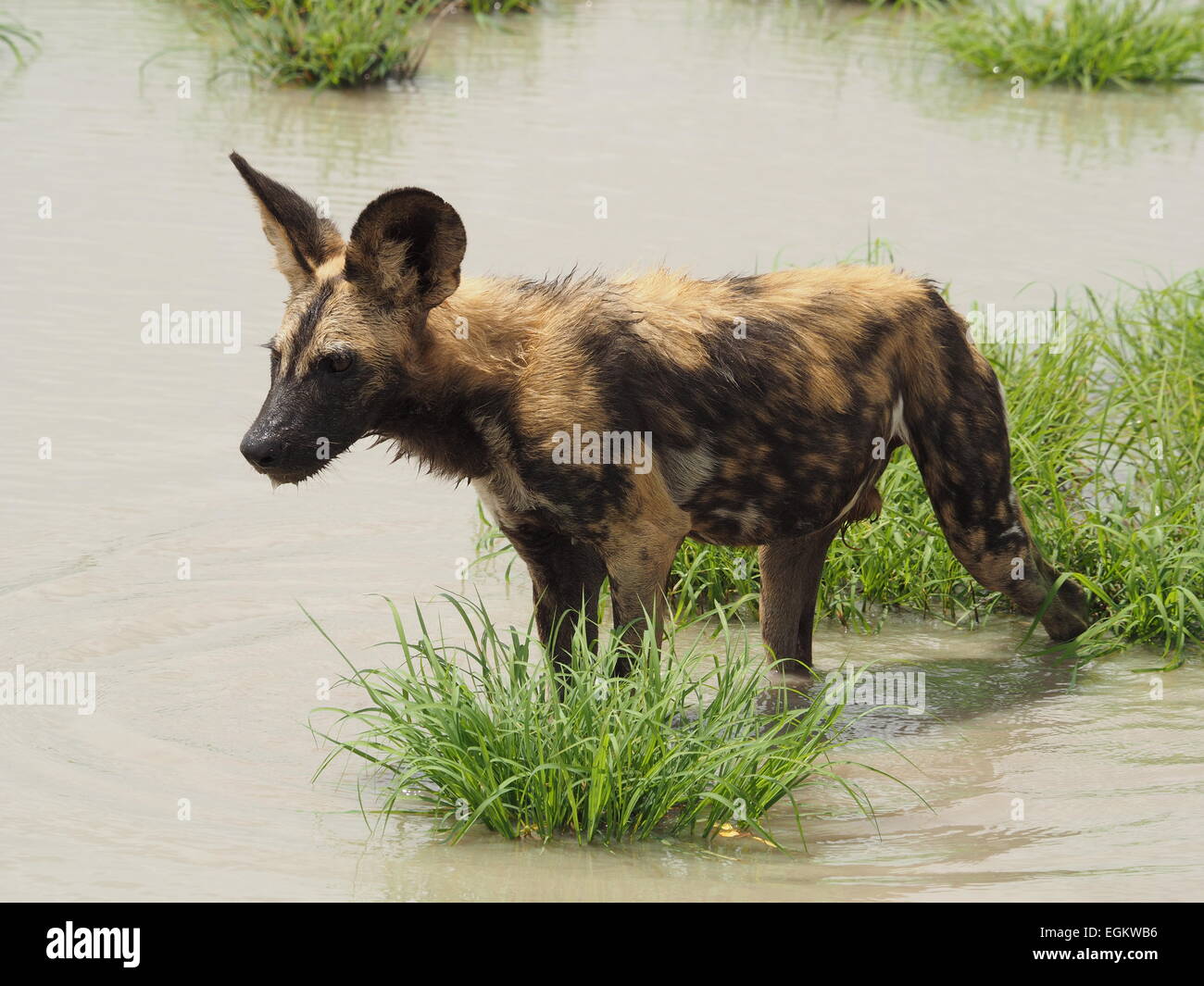 African golden wolf hi-res stock photography and images - Alamy