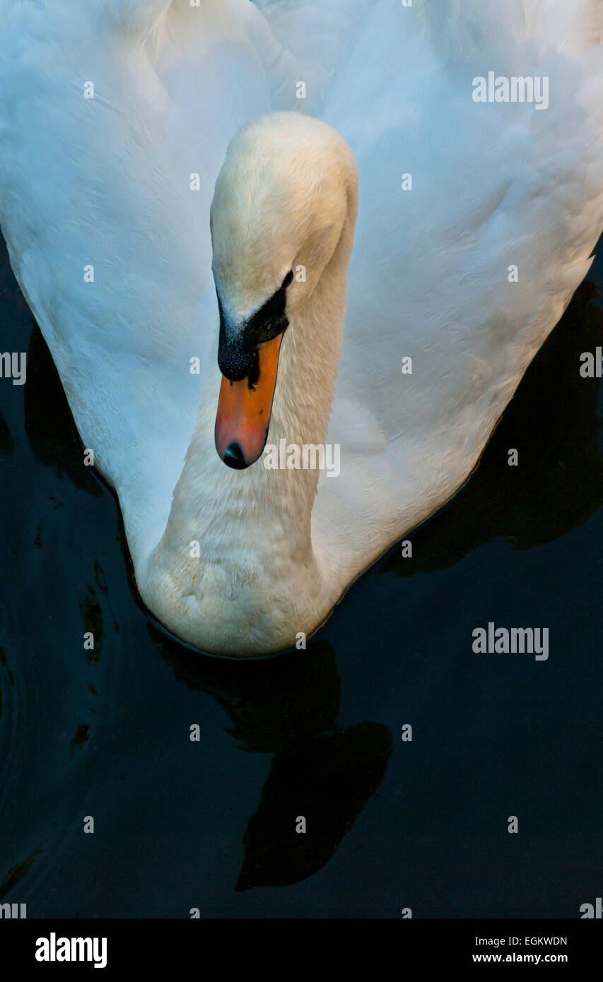 Close-up of a swan from above front Stock Photo - Alamy