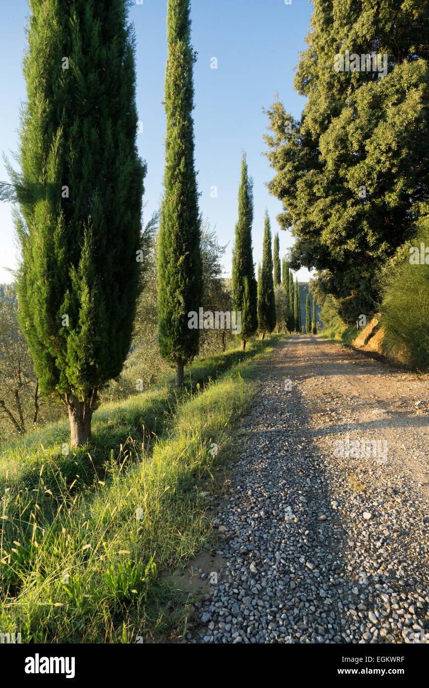 Tuscany landscape trees hi-res stock photography and images - Alamy