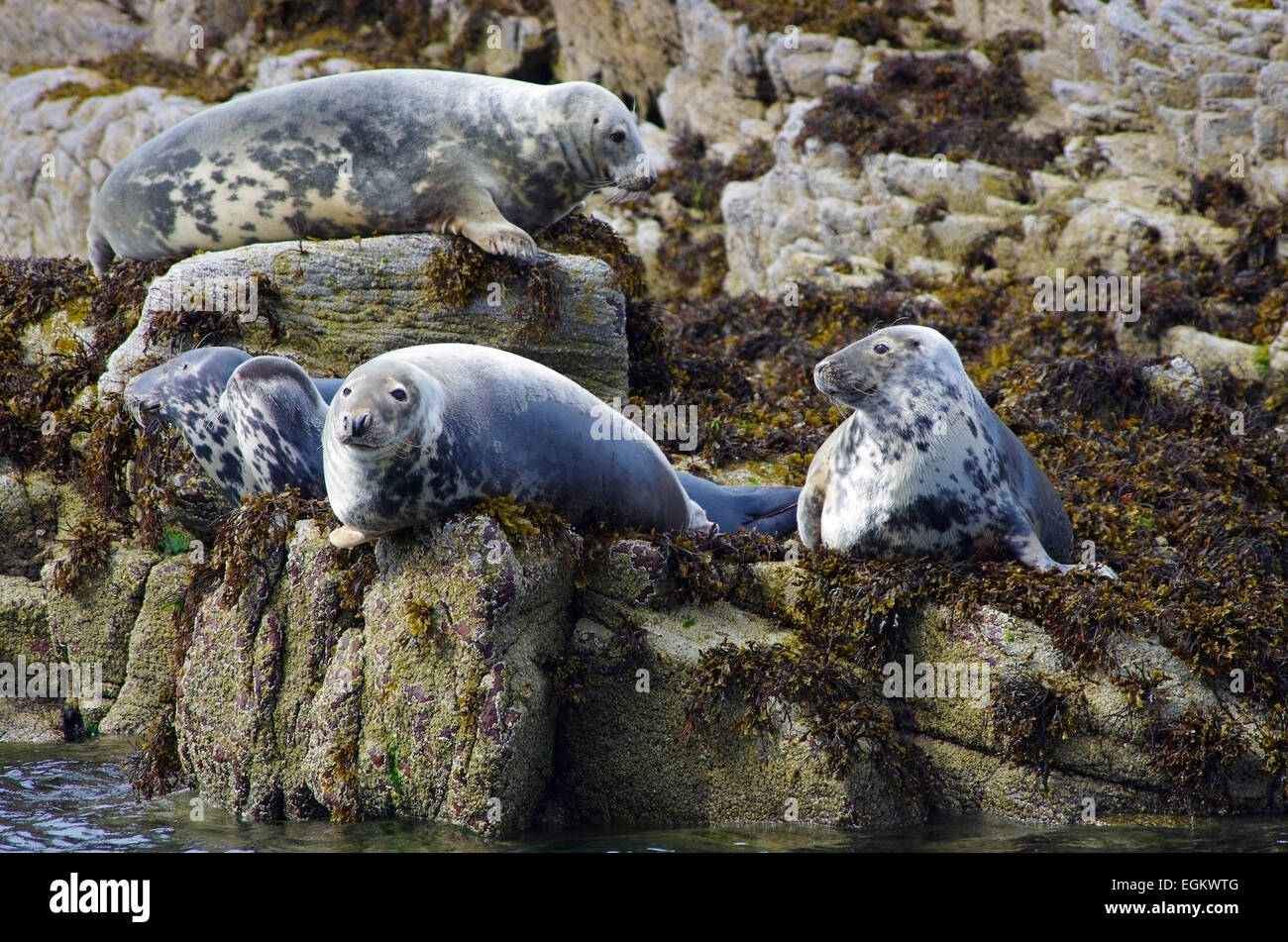 Seals lay on coastline at Badachro, Scotland Stock Photo - Alamy
