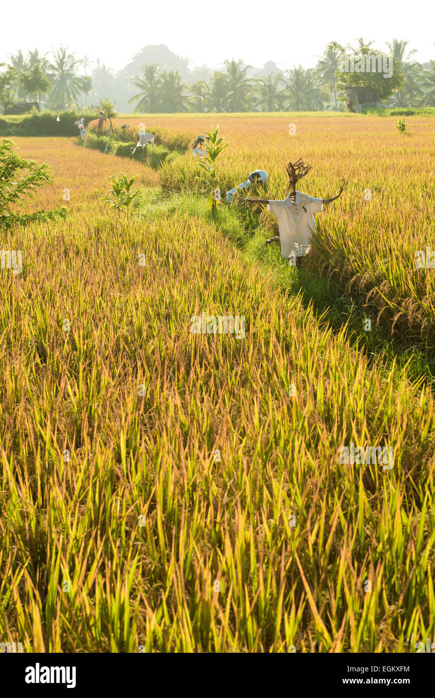 Balinese traditional culture - rice field in Ubud Stock Photo - Alamy