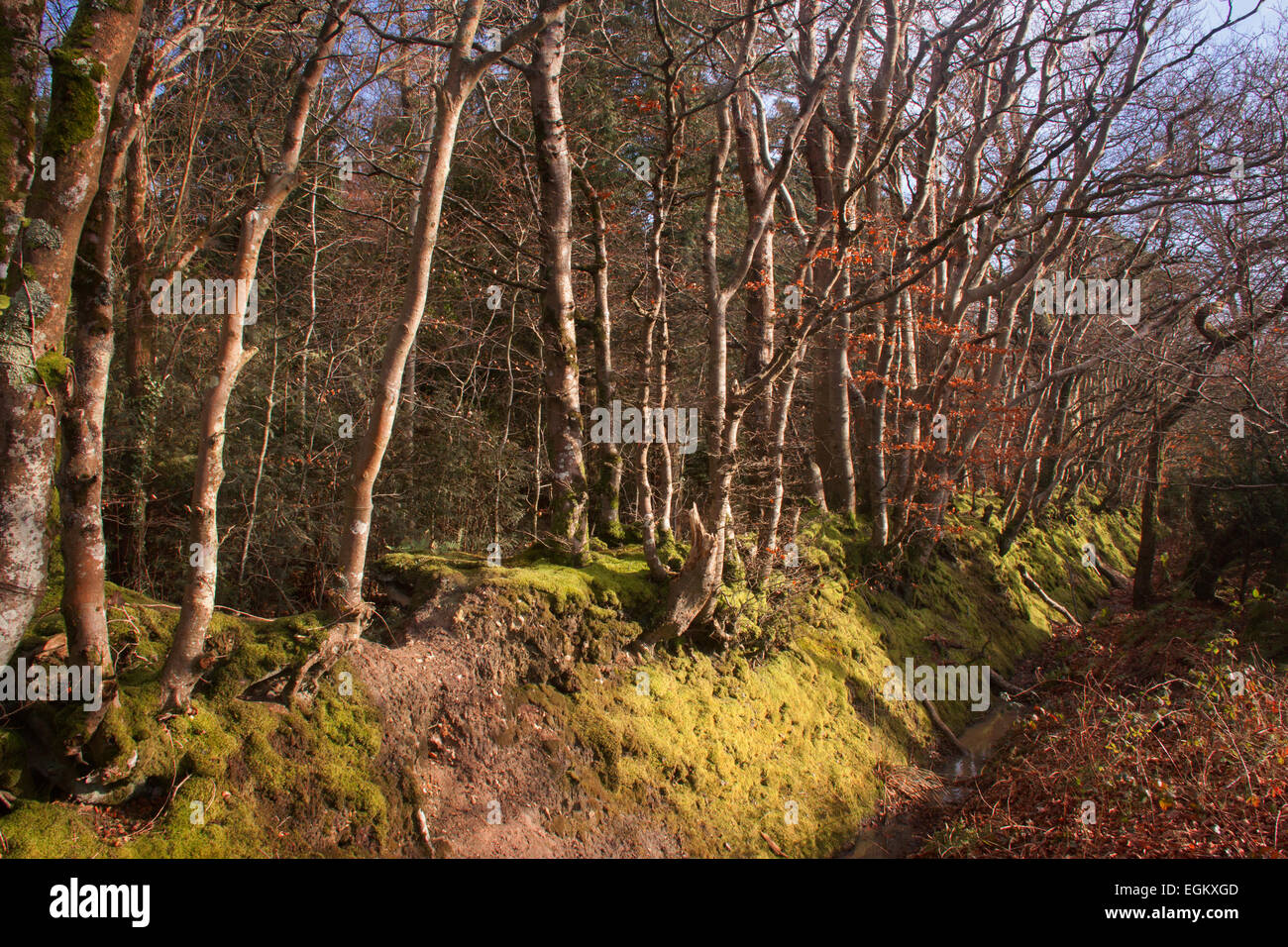 Mutters Moor High Resolution Stock Photography and Images - Alamy