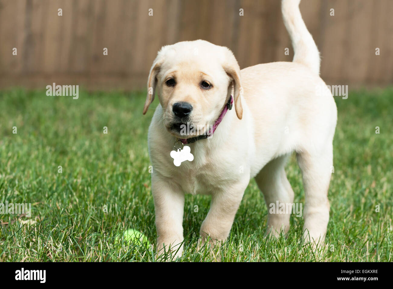 Cute Yellow Lab Puppy Stock Photo - Alamy