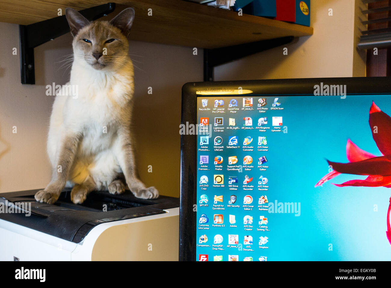 Cat computer screen hi-res stock photography and images - Alamy