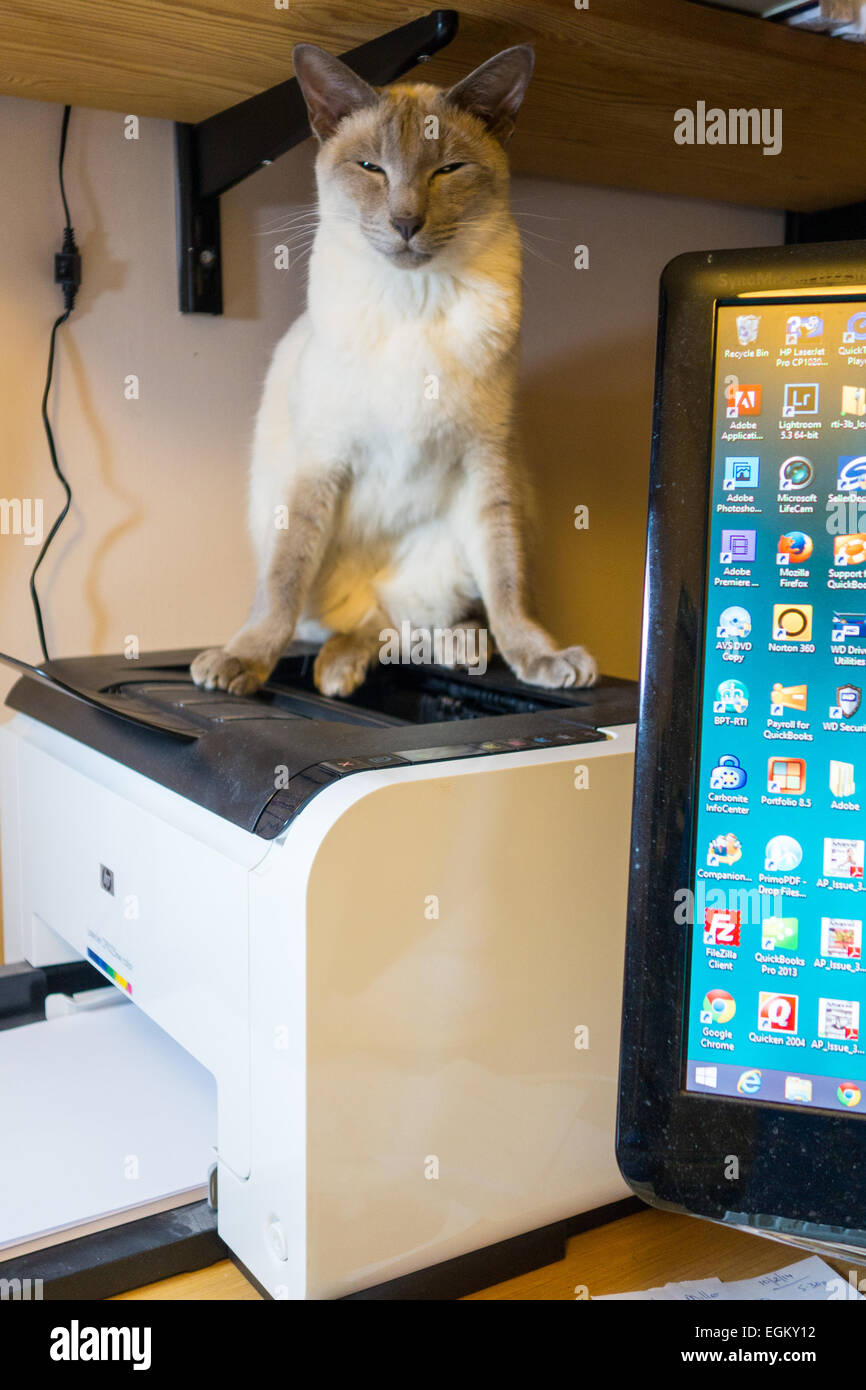 Cat computer screen hi-res stock photography and images - Alamy