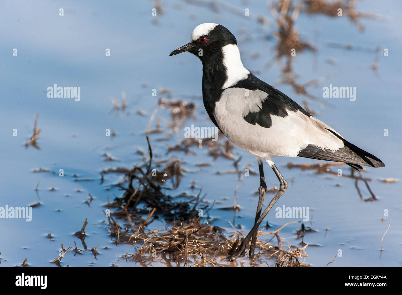 Blacksmith Lapwing Plover wading in river Stock Photo - Alamy