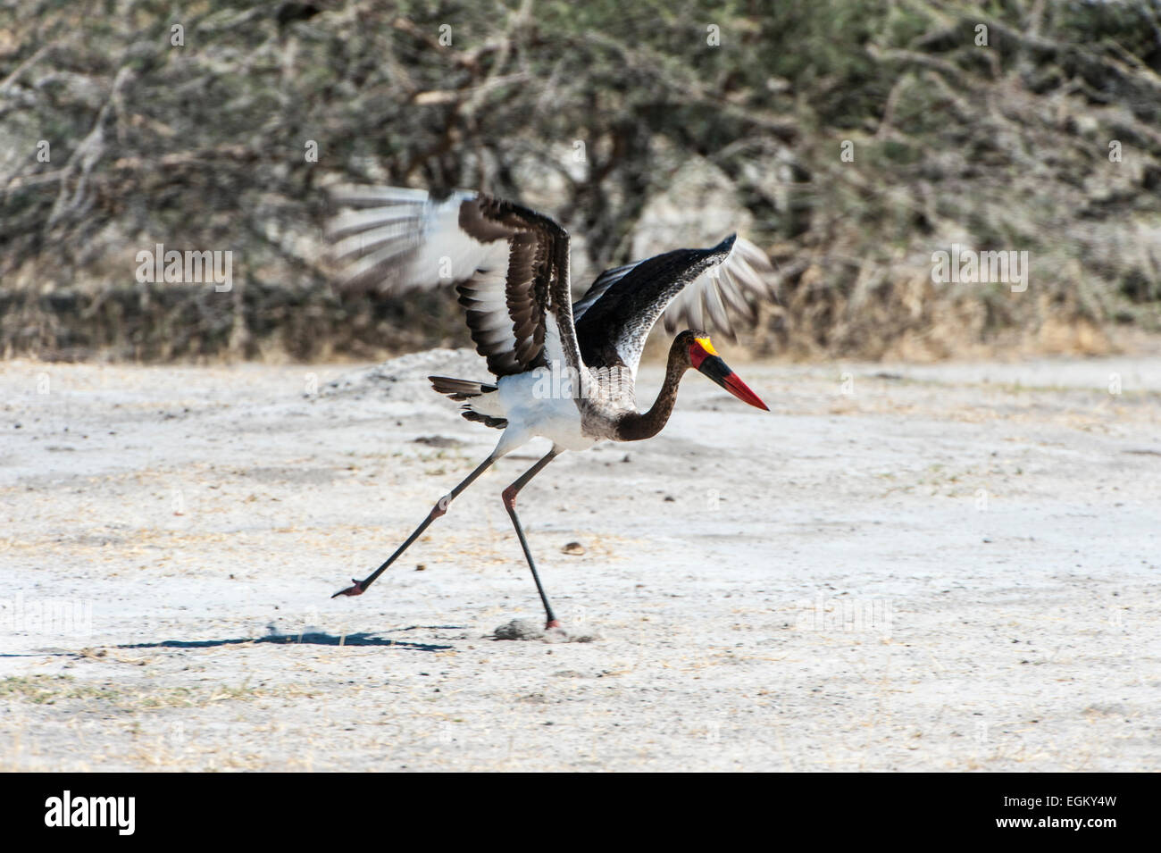 Saddle-billed Stork running to take-off Stock Photo - Alamy